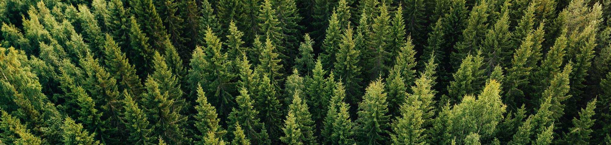 Forest by Pinja – Pinja