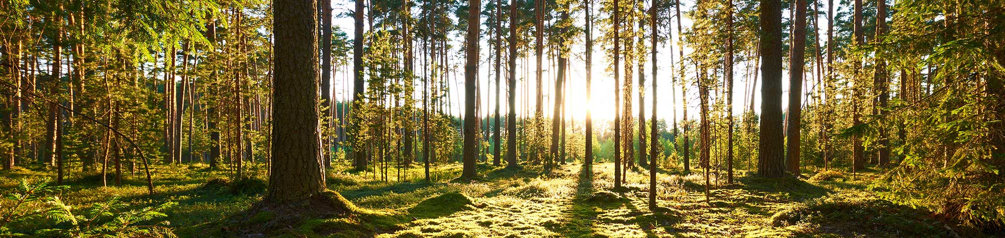 Orasko – the sawmill industry export company streamlines log reception ...